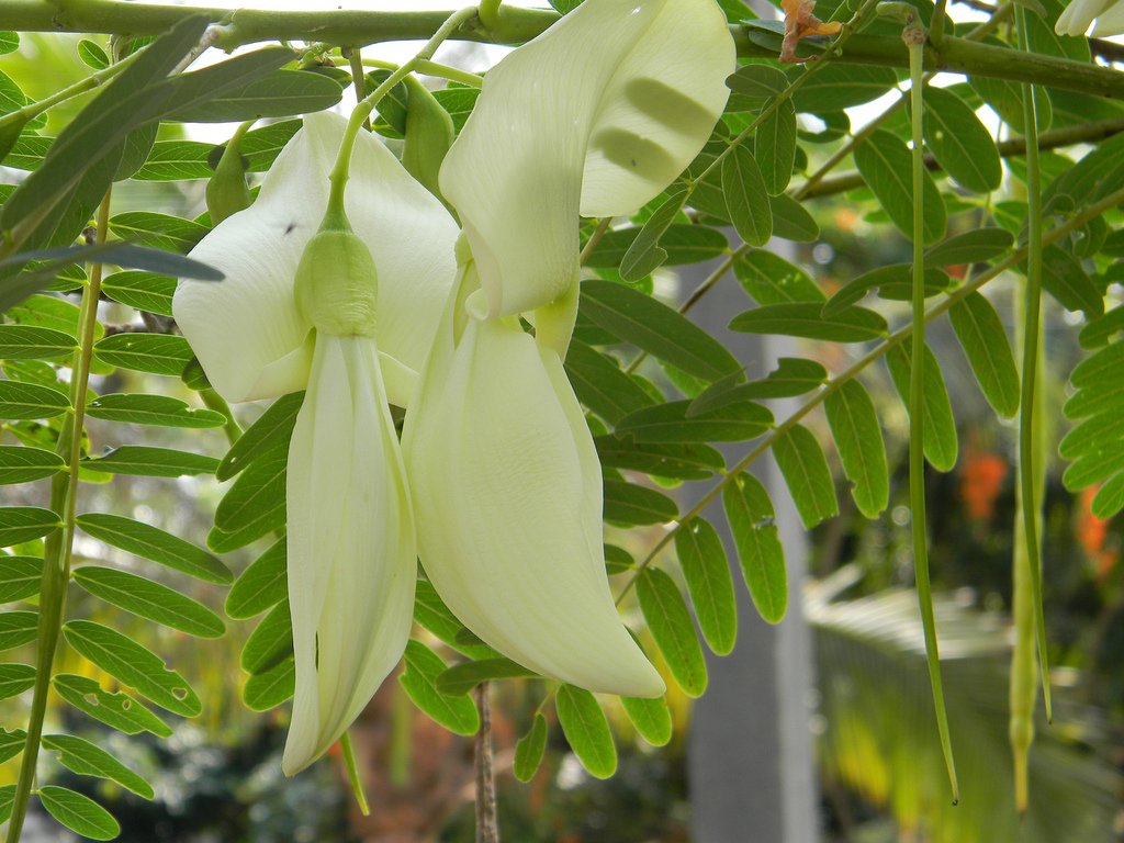 Sesbania Grandiflora Original White 10 Seeds, Hummingbird Tree Edible Agati
