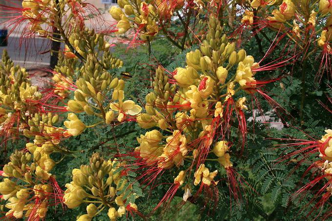 Caesalpinia Gilliesii Shrub/Tree Eye Poping Flowers!! Yellow Bird of ...