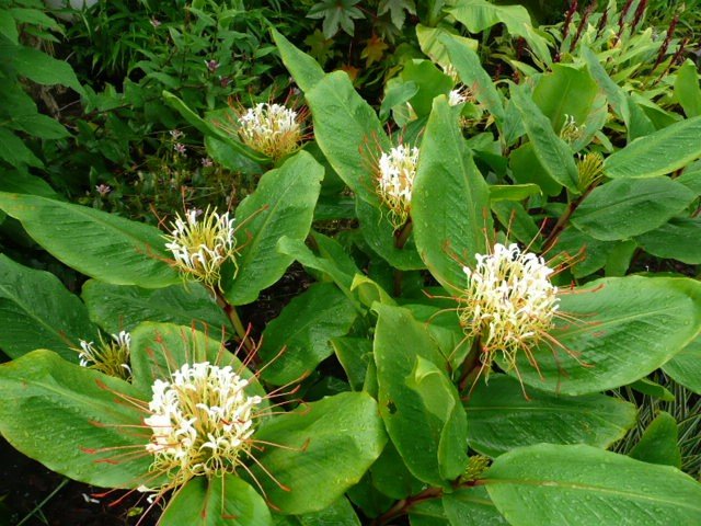 Hedychium Ellipticum 8 Seeds, Shaving Brush Ginger, Hardy Rock ...