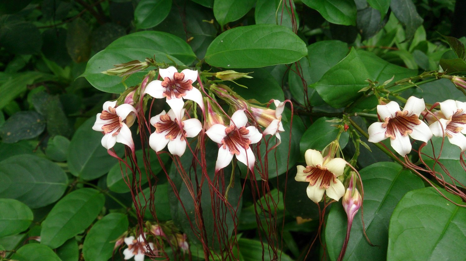 Strophanthus Petersianus Shrub, Sand Forest Poison Rope Bush 6 Seeds