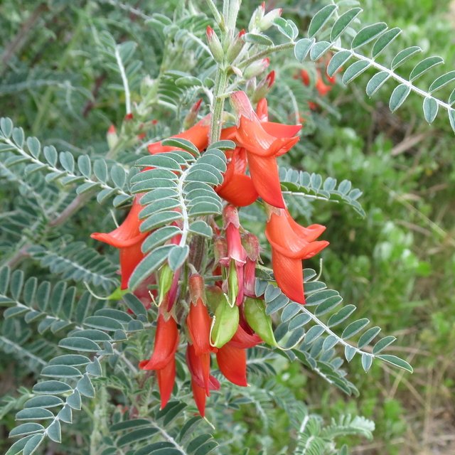 Lessertia Frutescens, African Sutherlandia Shrub 7 Seeds,The Cancer Bush