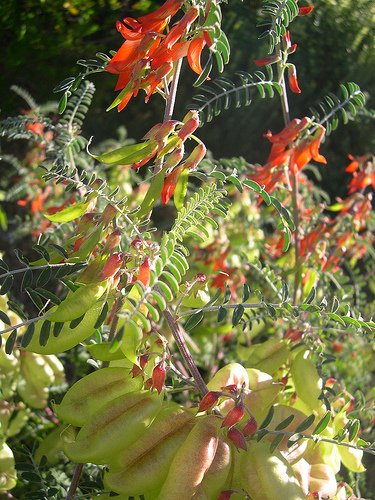 Lessertia Frutescens, African Sutherlandia Shrub 7 Seeds,The Cancer Bush