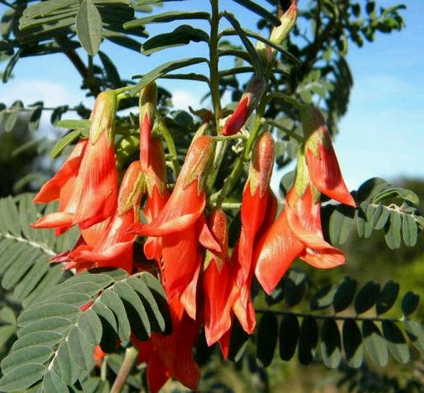 Lessertia Frutescens, African Sutherlandia Shrub 7 Seeds,The Cancer Bush