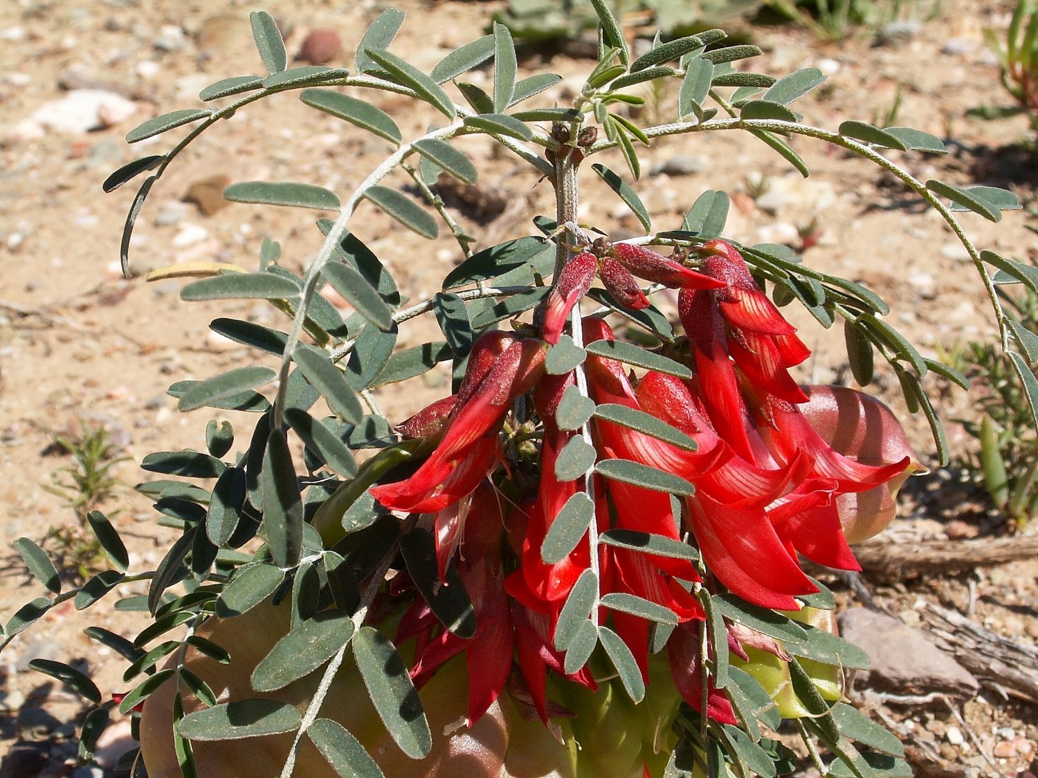 Lessertia Frutescens, African Sutherlandia Shrub 7 Seeds,The Cancer Bush