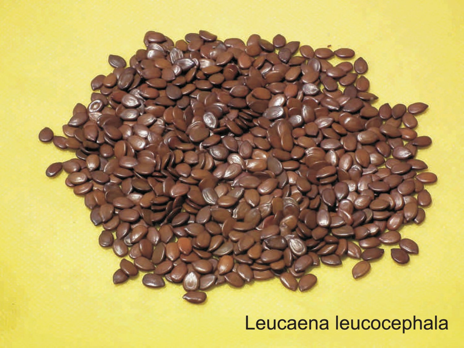 Leucaena Leucocephala, Miracle Lead Tree, Koa Haole 20 Seeds