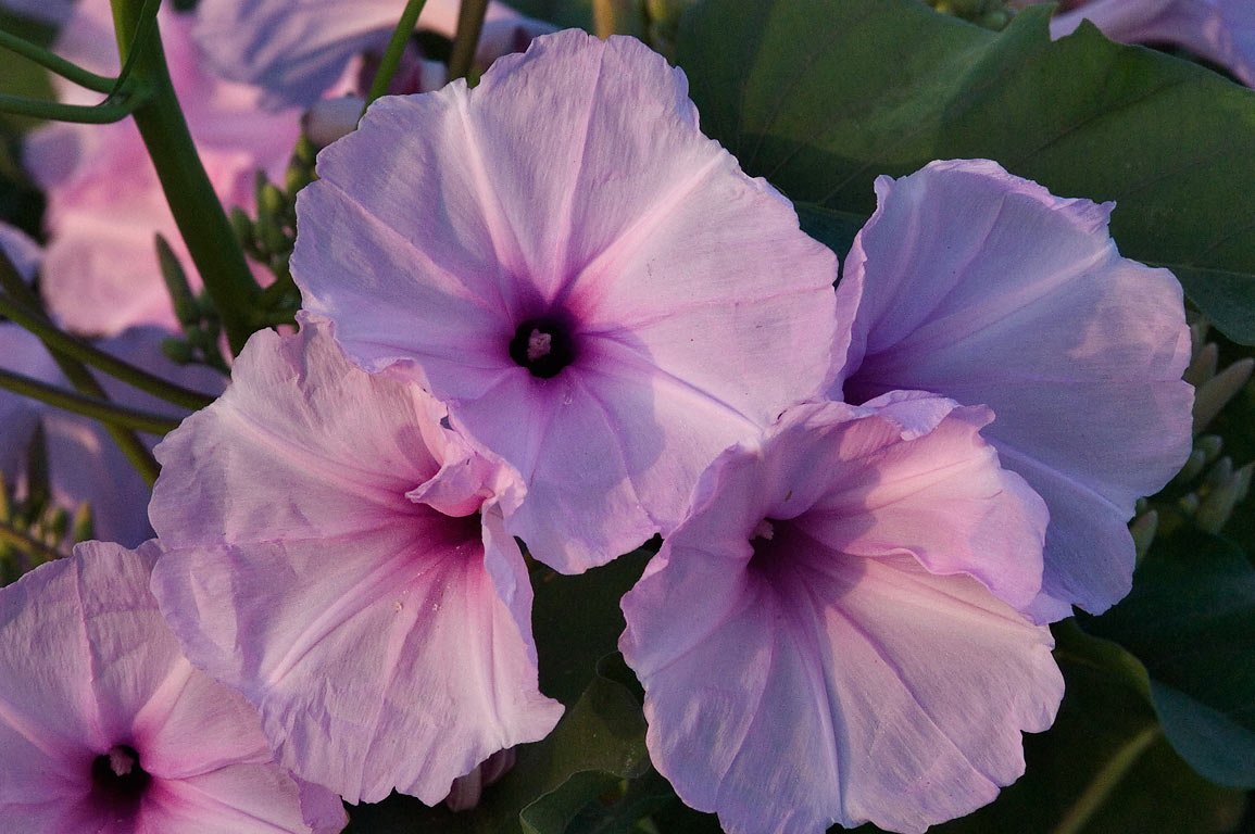 Ipomoea Carnea 10 Seeds, Morning Glory Shrub Tree Bush! Great for ...