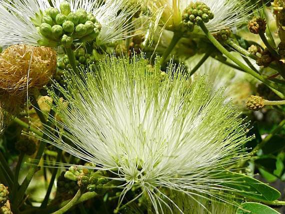 Albizia Lebbeck Tree 100 Seeds, Very Fragrant Indian Siris, Woman's ...
