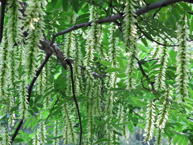 Pterocarya Stenoptera Tree 15 Seeds, Chinese Wingnut