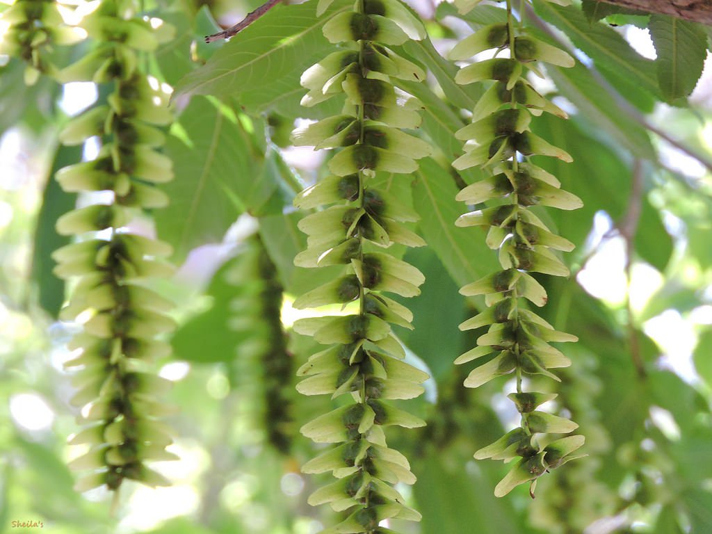 Pterocarya Stenoptera Tree 15 Seeds, Chinese Wingnut