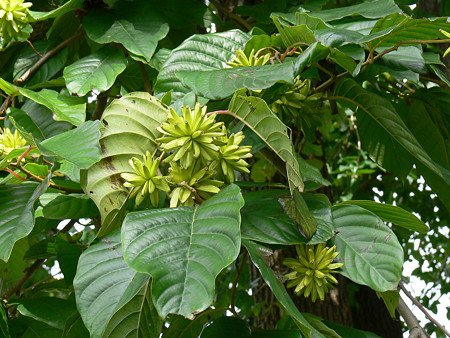 Camptotheca Acuminata 10 Seeds, The Happy Tree, Tree Of Life, Cancer Tree