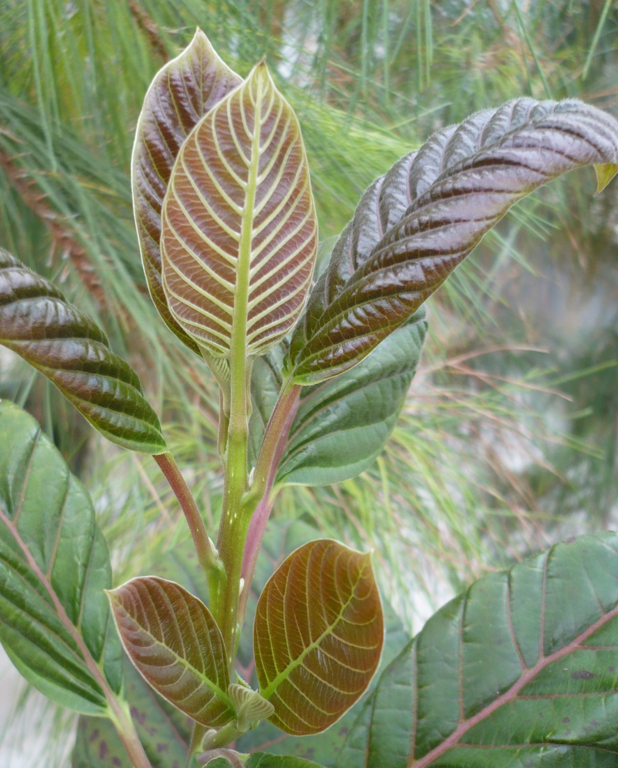 Camptotheca Acuminata 10 Seeds, The Happy Tree, Tree Of Life, Cancer Tree