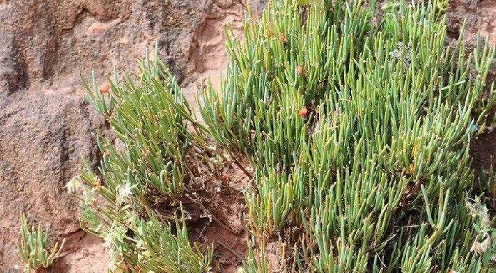 Ephedra Sinica 50 Seeds, Ma-Huang Medicinal Mormon Tea, Hardy Herb