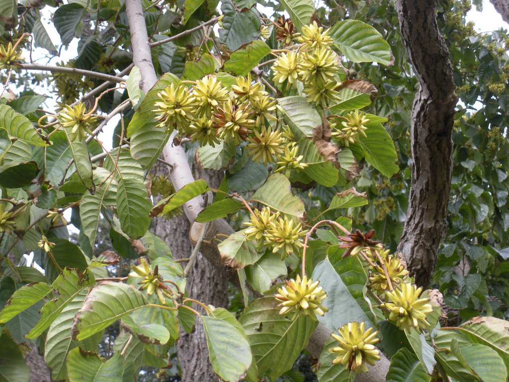 Camptotheca Acuminata 700 Seeds, The Happy Tree, Tree Of Life, Cancer Tree