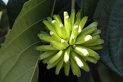 Camptotheca Acuminata 700 Seeds, The Happy Tree, Tree Of Life, Cancer Tree