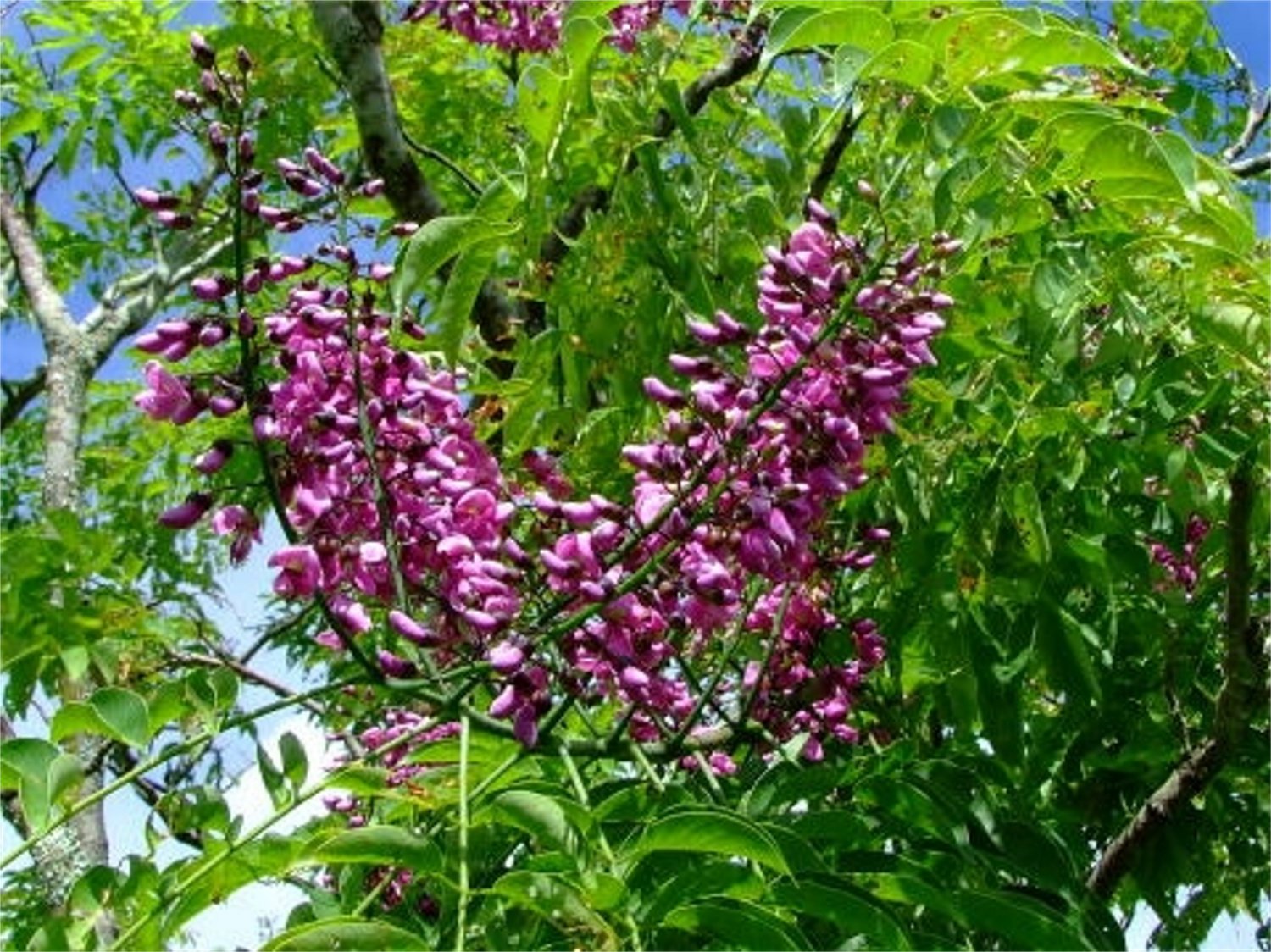 Millettia Pinnata Tree, Flowering Pongamia 50 Seeds, Biofuel Crop Of ...