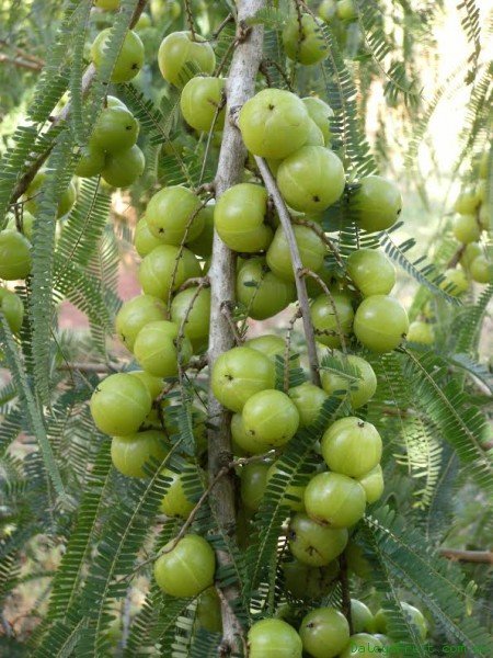 Phyllanthus Emblica Tree 15 Seeds, Medicinal Indian Gooseberry, Edible ...