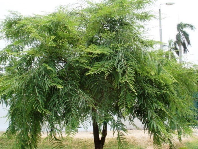 Phyllanthus Emblica Tree 15 Seeds, Medicinal Indian Gooseberry, Edible ...