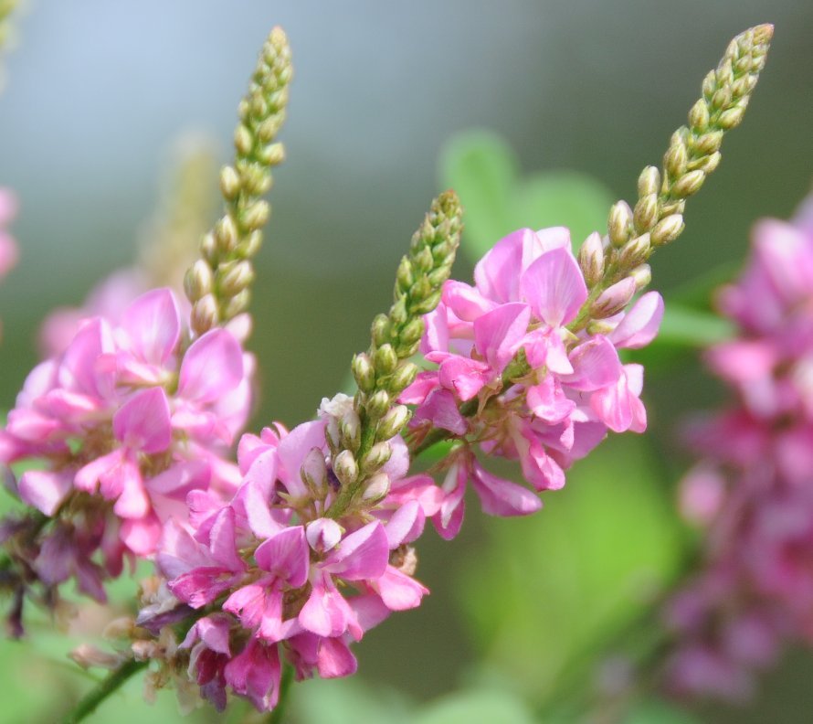 Indigofera pseudo- tinctoria, Chinese True Indigo Bush Shrub 20 Seeds ...