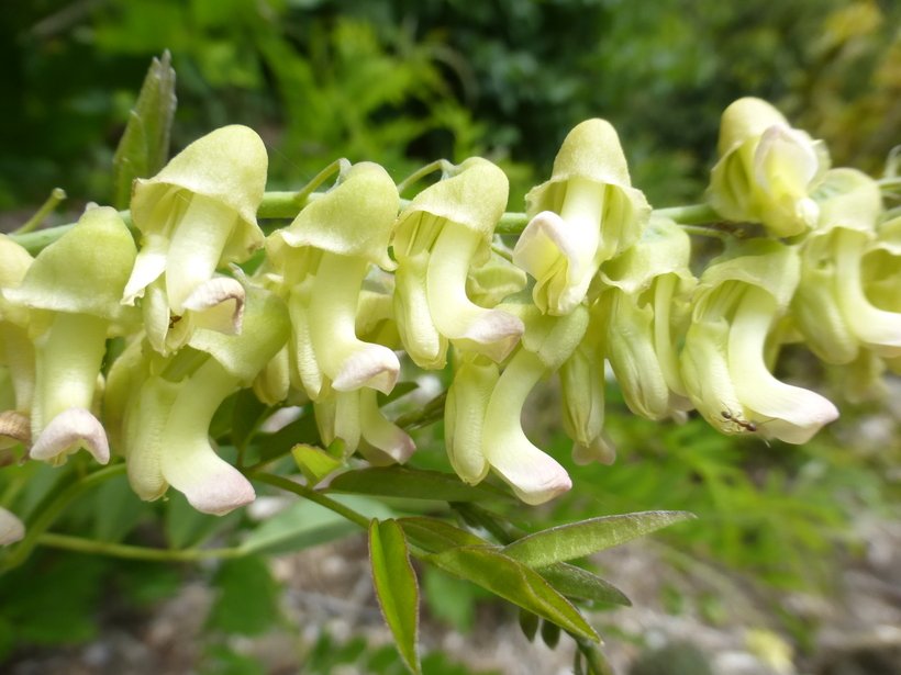 Sophora Flavescens 25 Seeds, Chinese Dwarf Medicinal Herb Shrub Bush