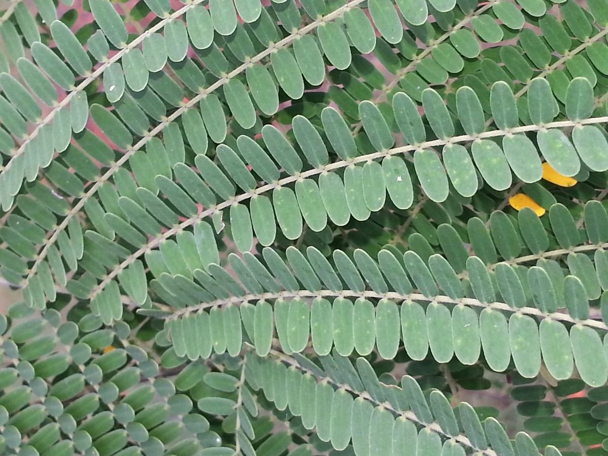 Colvillea Racemosa Tree 8 Seeds, Rich Orange Colville's Glory Madagascar