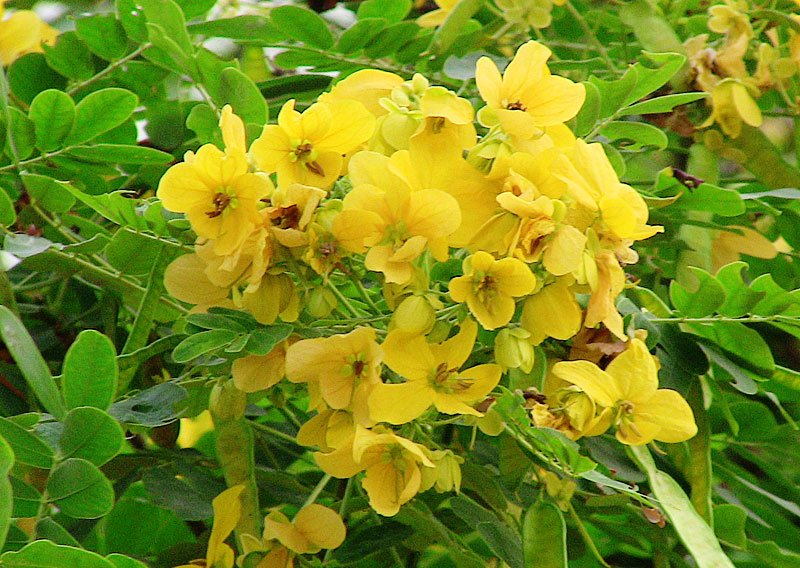 Cassia Glauca 100 Seeds, Scrambled Egg Shrub Tree Bush Senna Surattensis