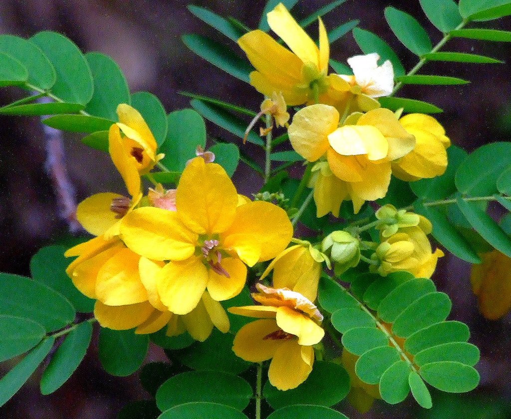 Cassia Glauca 100 Seeds, Scrambled Egg Shrub Tree Bush Senna Surattensis