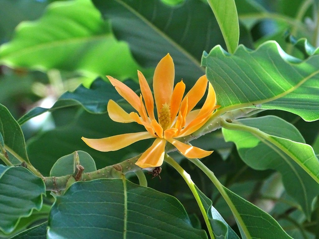 Michelia Champaca Magnolia Tree Shrub 10 Seeds, Fragrant Perfume JOY ...