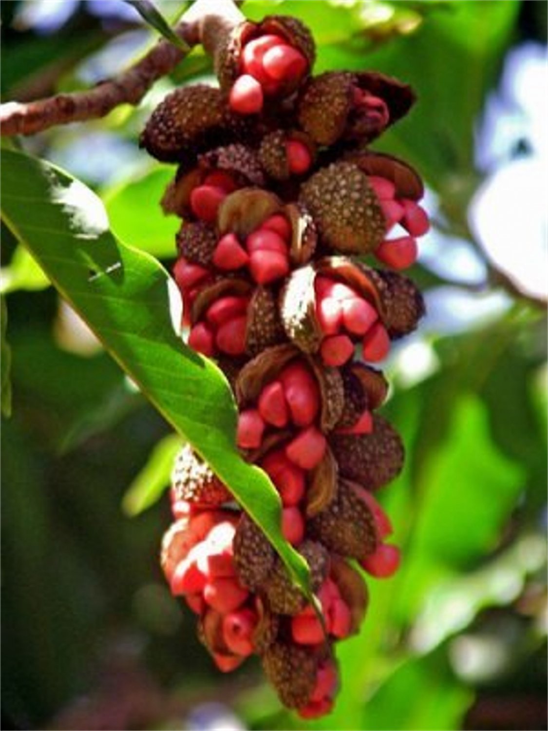 Michelia Champaca Tree or Shrub 500 Seeds, Made Into The Expensive ...