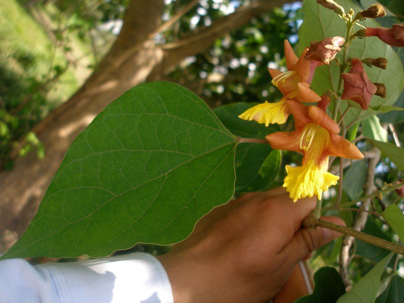 Gmelina Arborea Tree 5-10 Seeds, Medicinal Gambhari Gamhar Snapdragon ...