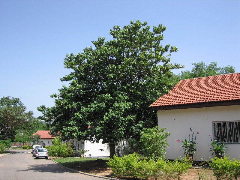 Gmelina Arborea Tree 5-10 Seeds, Medicinal Gambhari Gamhar Snapdragon ...