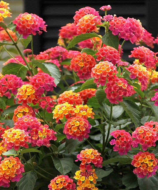 Lantana Camara 100 Seeds, Shrub Verbena Flowering Houseplant