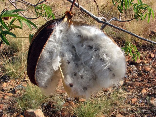 Ceiba Pentandra Tree 15 Seeds, Large Kapok Silk Cotton Java Bonsai Samauma