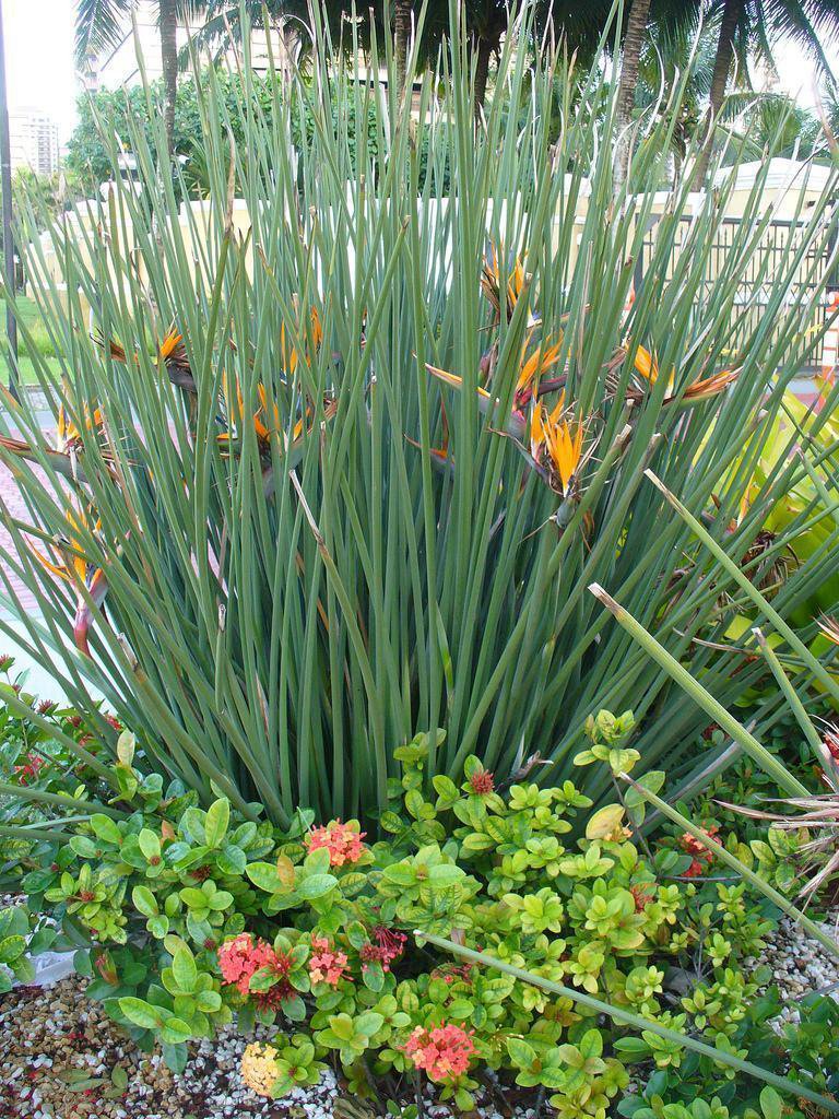 Strelitzia Juncea 3 Seeds, Crane Flower Bird Of Paradise Evergreen ...