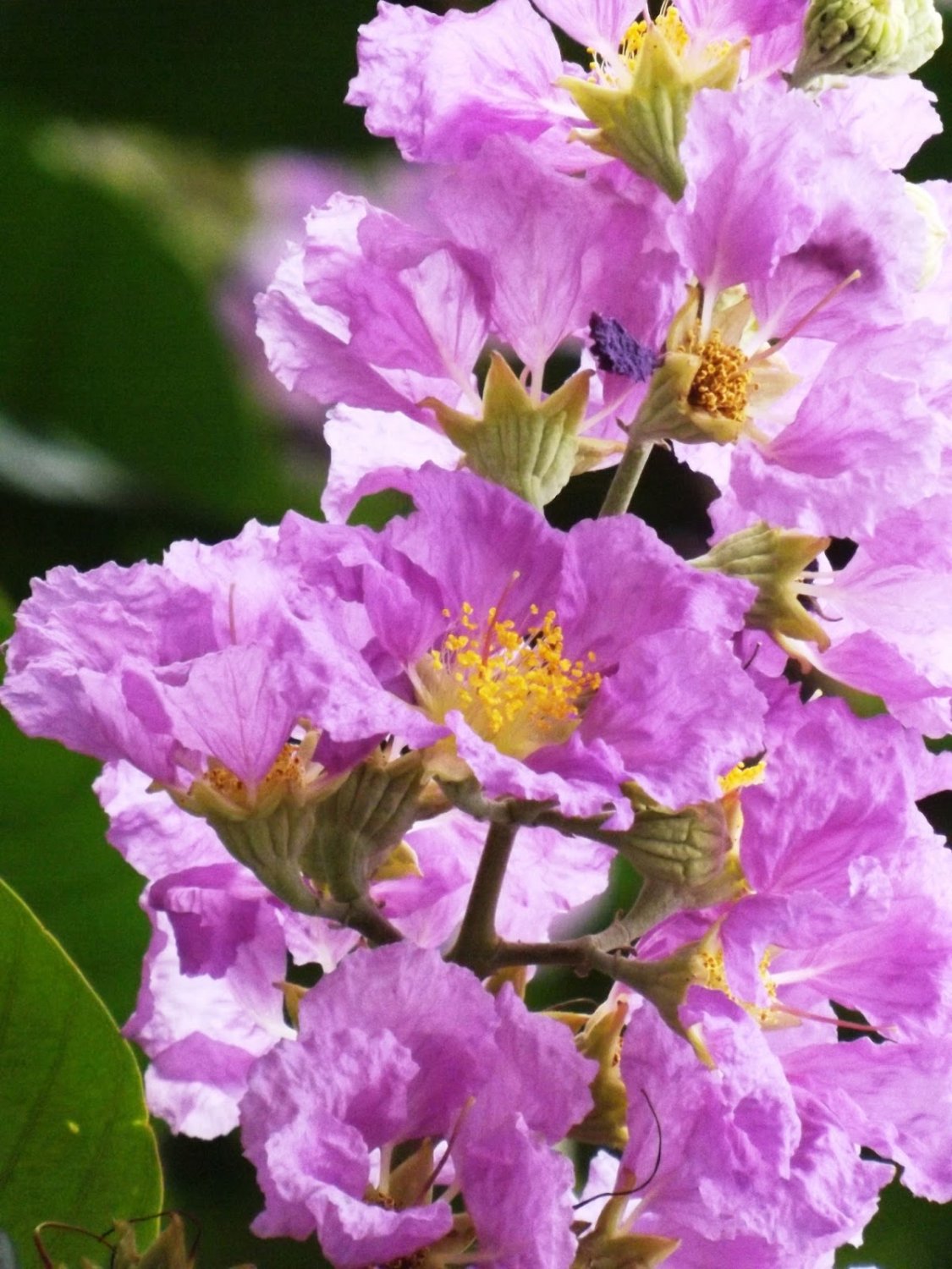 Lagerstroemia speciosa flos reginae Tree 500 Seeds, Queens Crape Myrtle ...