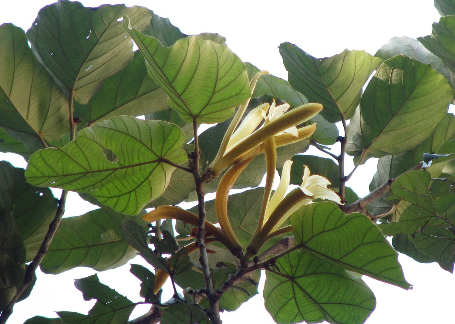 Pterospermum Acerifolium 6 Seeds, Bayur Shade Dinner Plate Tree ...