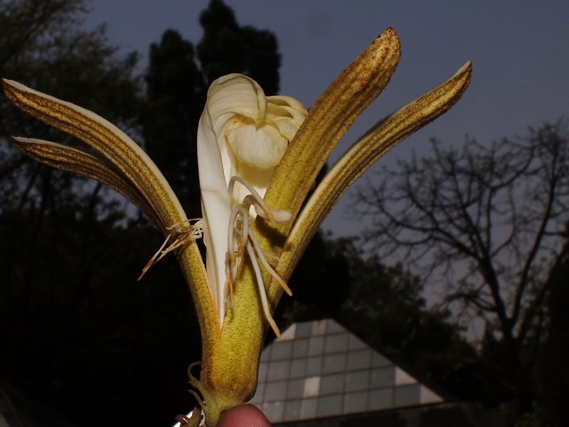 Pterospermum Acerifolium 6 Seeds, Bayur Shade Dinner Plate Tree ...