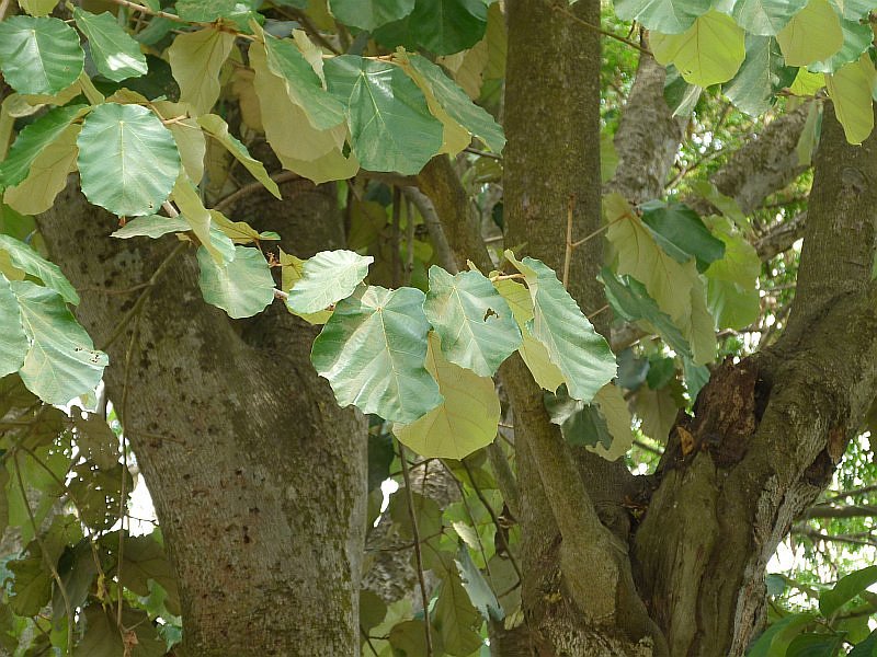 Pterospermum Acerifolium 6 Seeds, Bayur Shade Dinner Plate Tree ...