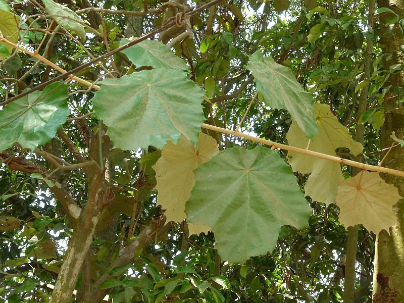Pterospermum Acerifolium 6 Seeds, Bayur Shade Dinner Plate Tree ...