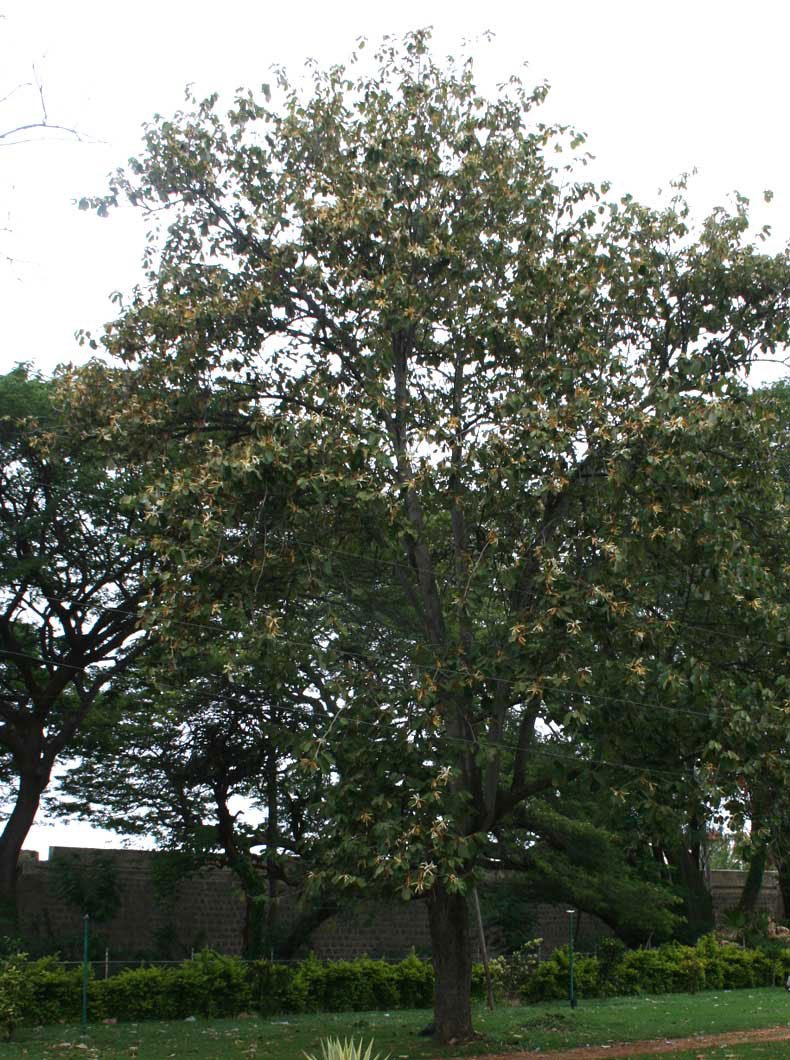 Pterospermum Acerifolium 6 Seeds, Bayur Shade Dinner Plate Tree ...