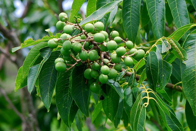 Sapindus Mukorossi 5 Seeds, Big Soap Nut Tree Soapberry Washnut