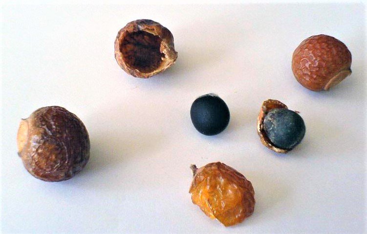 Sapindus Mukorossi 5 Seeds, Big Soap Nut Tree Soapberry Washnut