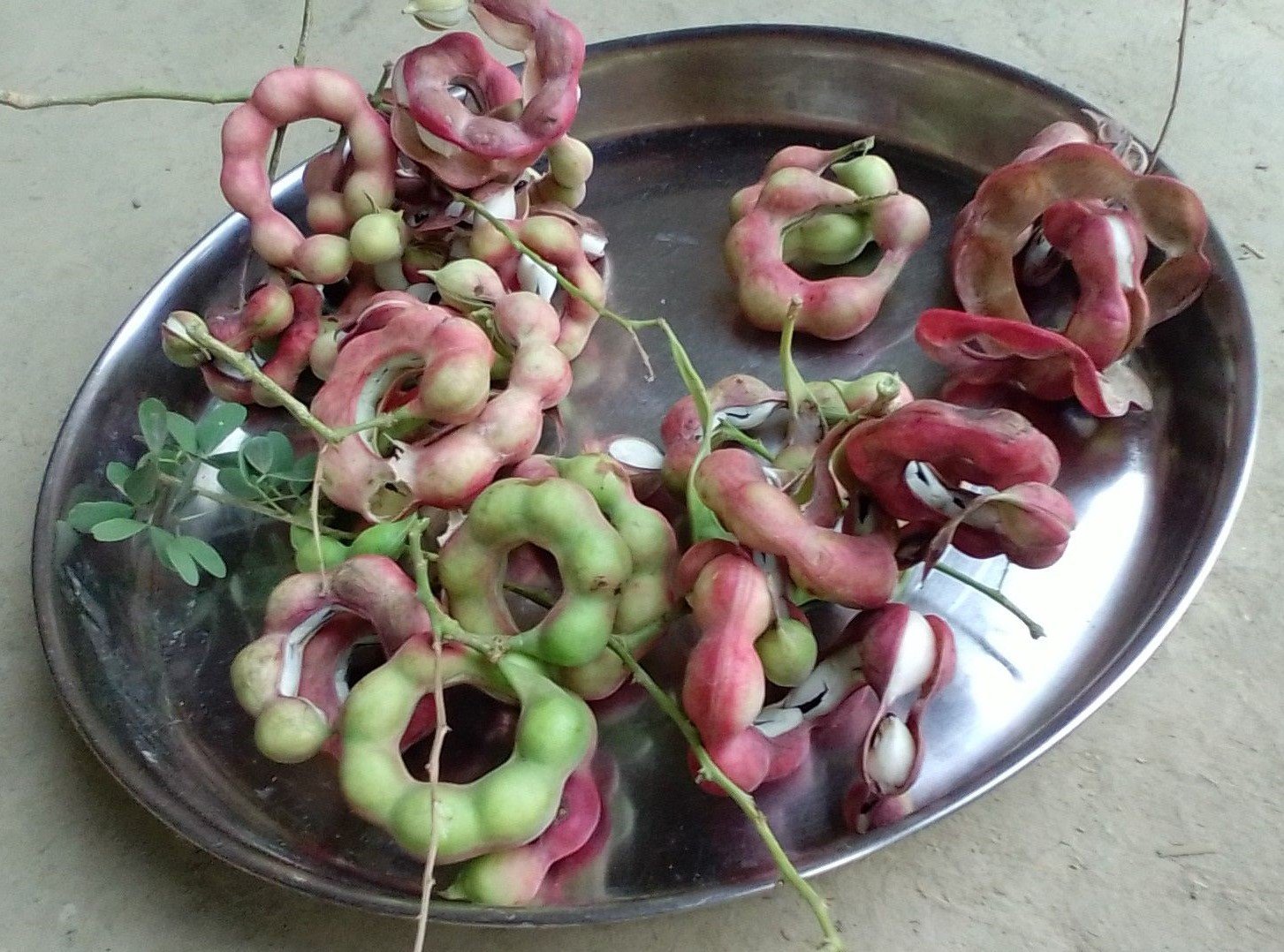 Pithecellobium Dulce Tree 15 Seeds, Manila Tamarind, Madras Thorn, or ...