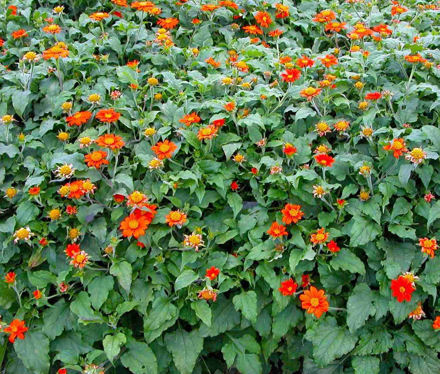 Tithonia Rotundifolia 50 Seeds, Mexican Sunflower Herb Daisy Shrub