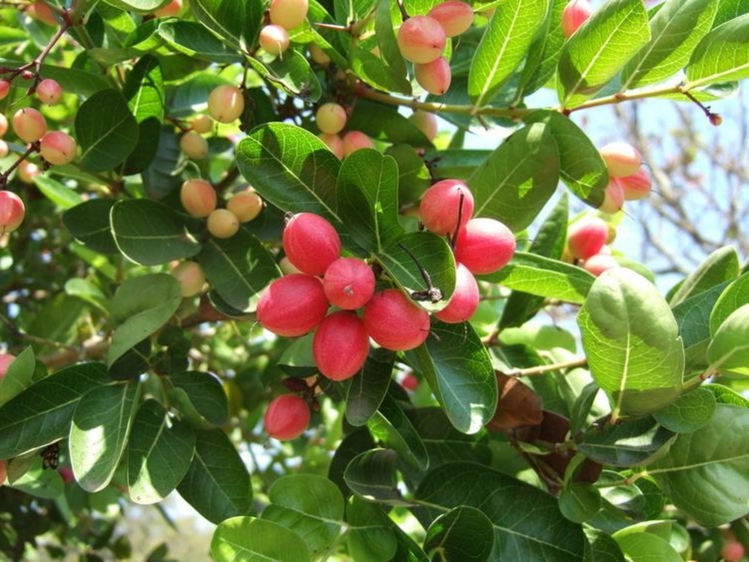 Carissa Carandas 15 Seeds, Edible Fruit Karonda Climbing Medicinal Shrub