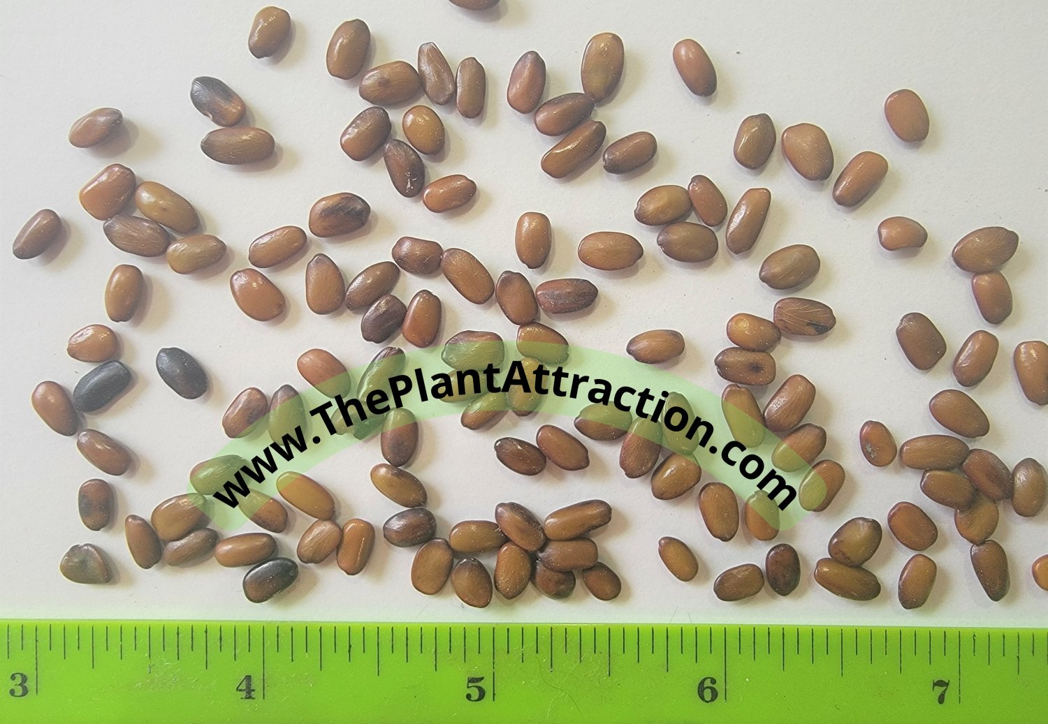 Libidibia Coriaria 15 Seeds, Caesalpinia Divi Divi, Small Tree Bonsai Shrub