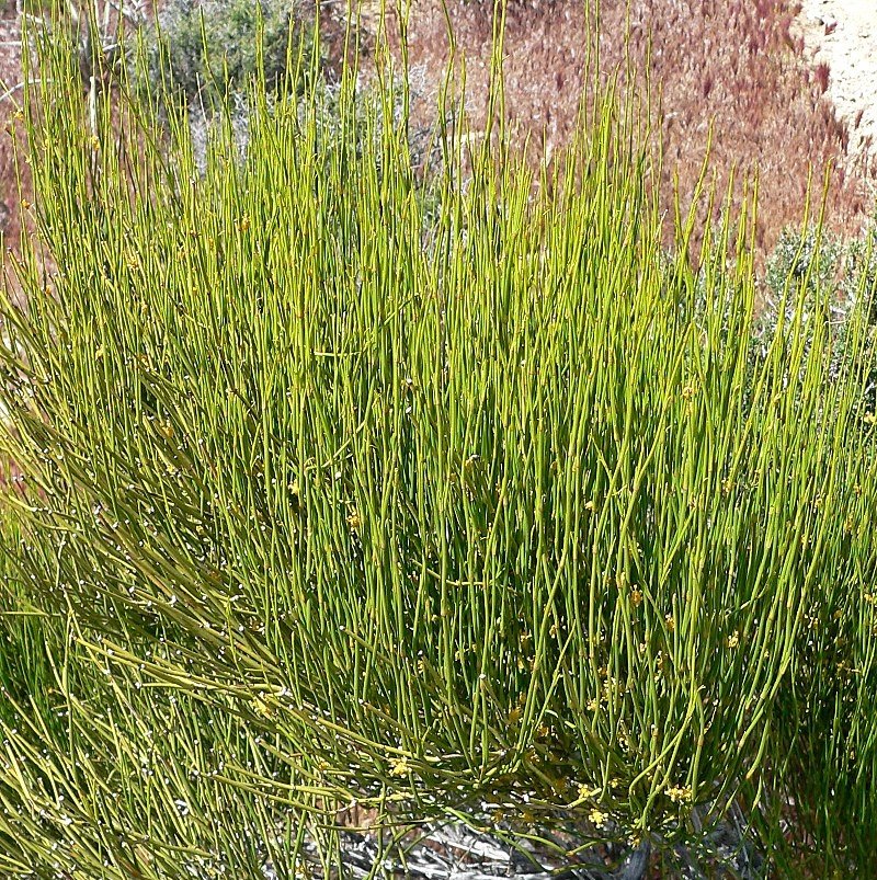 Ephedra Viridis 100 Seeds, Green Mormon Tea Indian Brigham Tea Bush Shrub