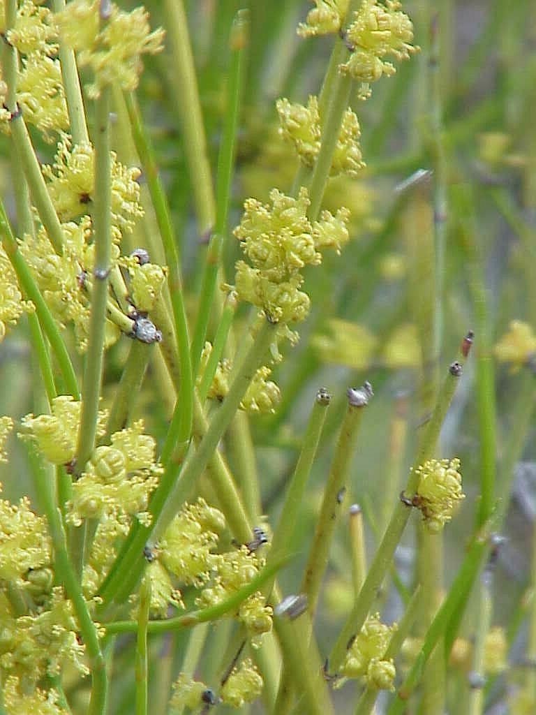 Ephedra Viridis 100 Seeds, Green Mormon Tea Indian Brigham Tea Bush Shrub
