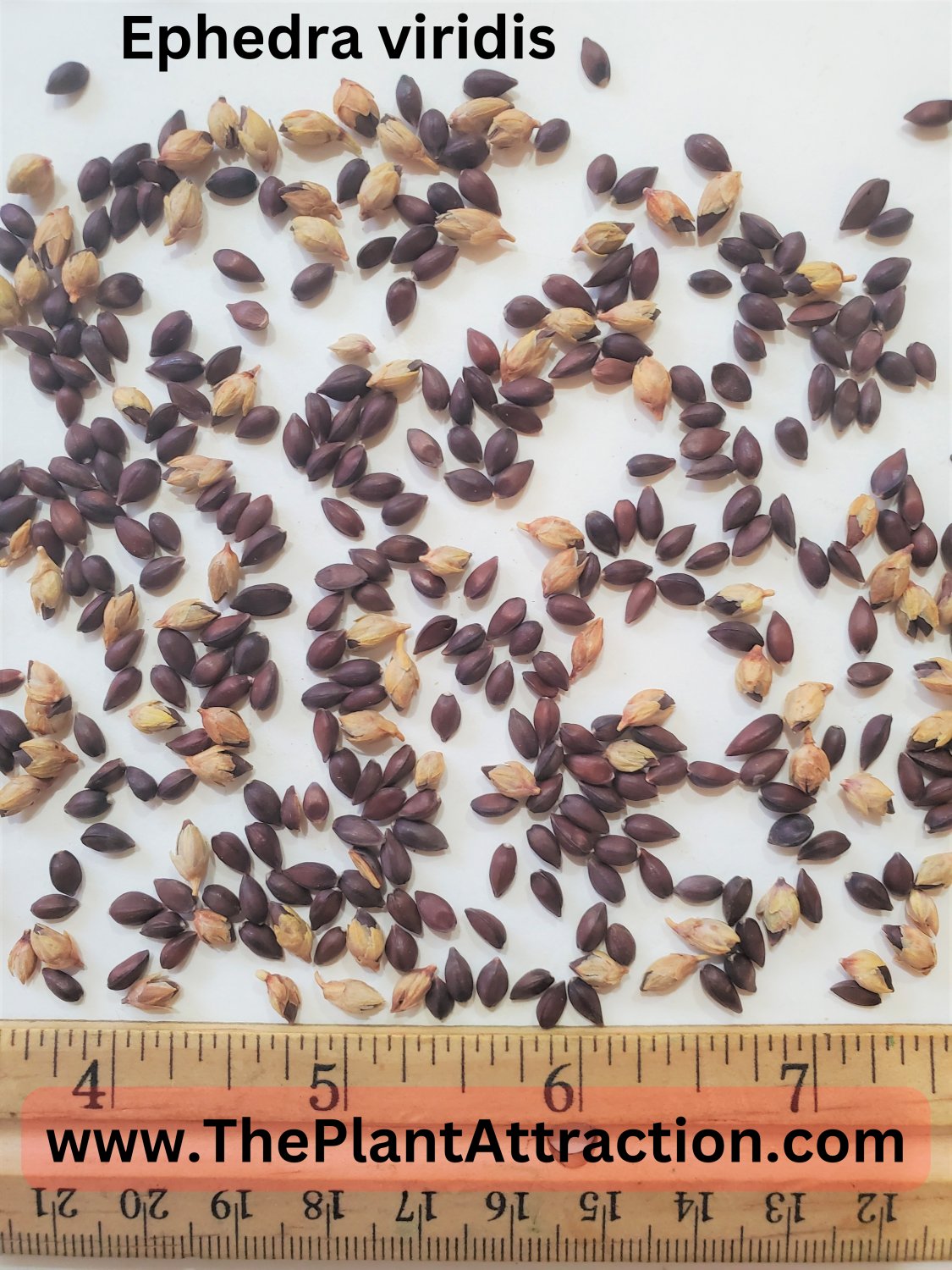 Ephedra Viridis 100 Seeds, Green Mormon Tea Indian Brigham Tea Bush Shrub