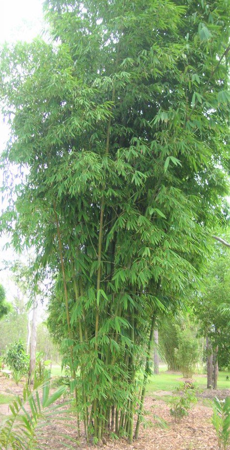Gigantochloa Atter 6 seeds, Edible Sweet Black Clumping Giant Bamboo