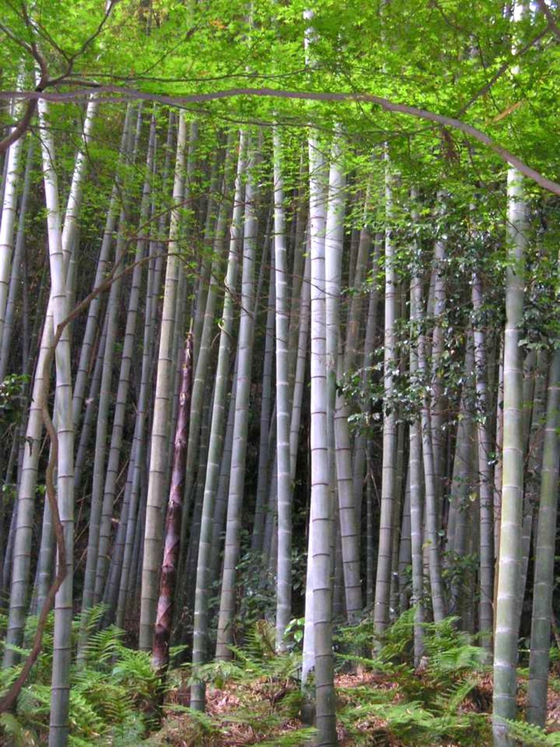 Phyllostachys Edulis 20 Seeds, Edible Giant Timber Moso Bamboo